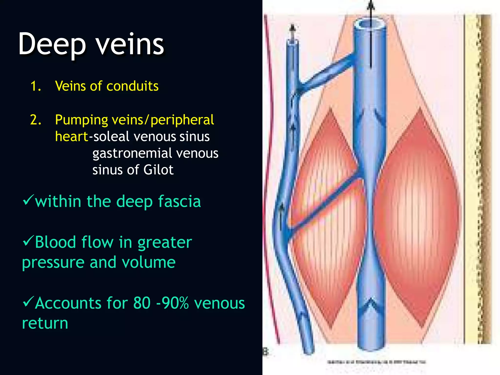 Varicose veins ppt | PPTX