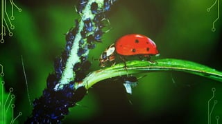 student ready programme 2022 -2023 RAWE. | PPT