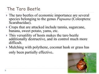 production of colocasia | PPTX | Agriculture | Industries