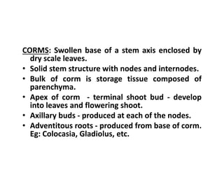 Means of reproduction in plants-VEG.-PROPAGATION | PDF
