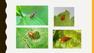 Pests | PPT