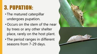 Pests | PPTX