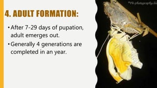Pests | PPTX
