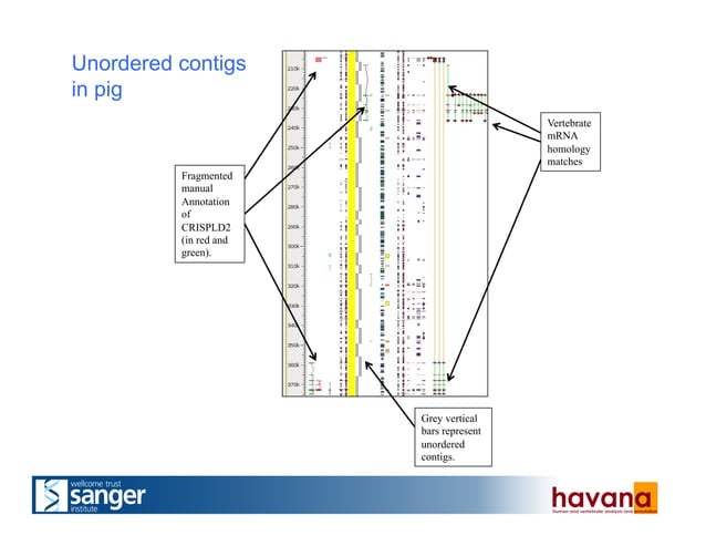 The Vertebrate Genome Annotation Database | PPT
