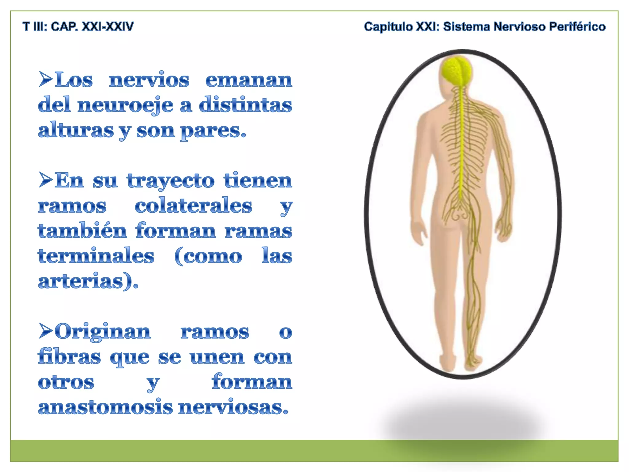 Anatomía;Sistema nervioso periférico, nervios raquídeos, plexo cervical ...