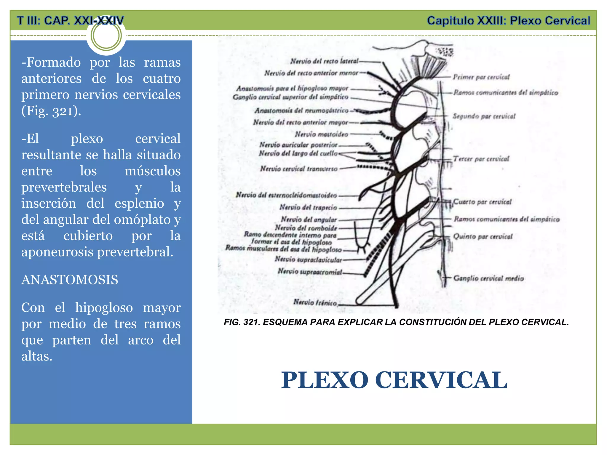 Anatomía;Sistema nervioso periférico, nervios raquídeos, plexo cervical ...