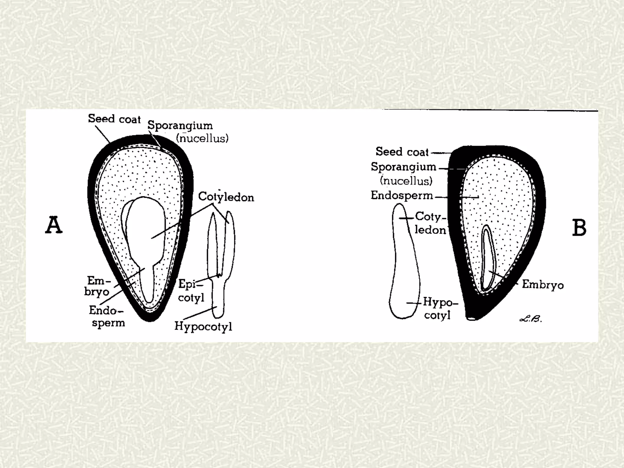Veg Crops-Lesson 05 Env, Prop.ppt