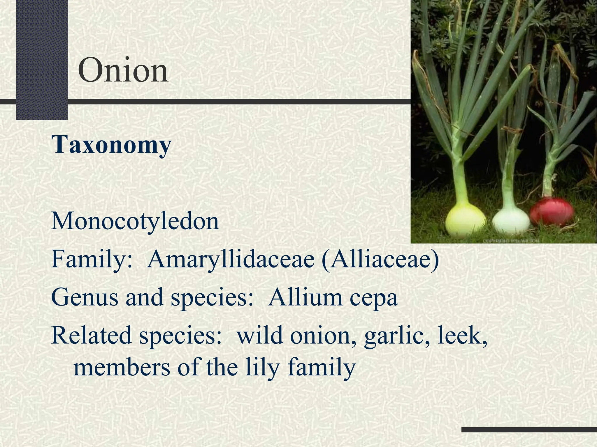 Veg Crops-Lesson 15 Onion seed production | PPT