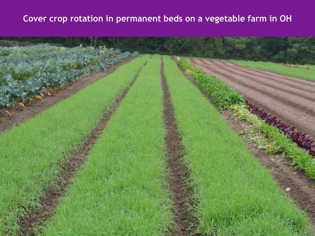 Cover crops for vegetable crops | PDF