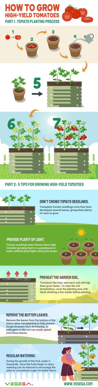 Vegega Infographic_how to grow high-yield tomatoes.pdf