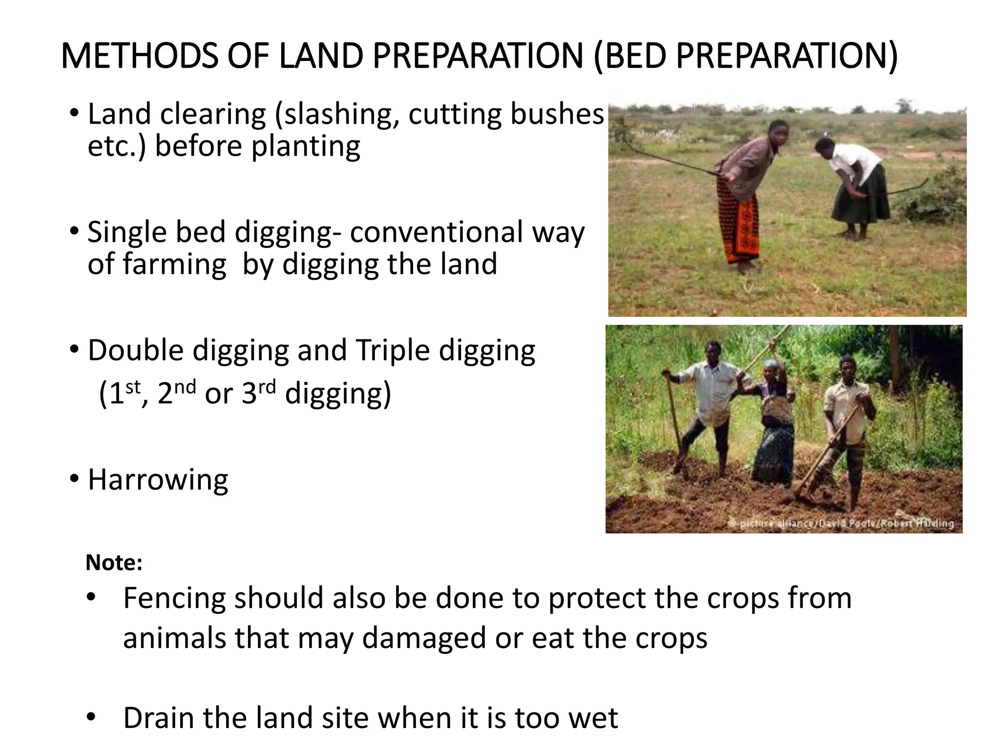 Vegetable Agronomic Practices Slide.pptx
