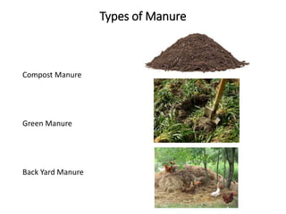 Vegetable Agronomic Practices Slide.pptx