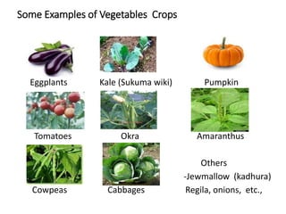 Vegetable Agronomic Practices Slide.pptx