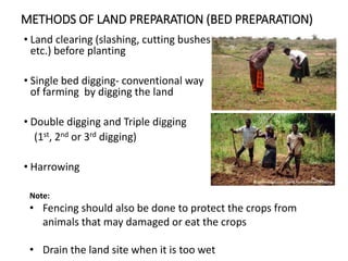 Vegetable Agronomic Practices Slide.pptx
