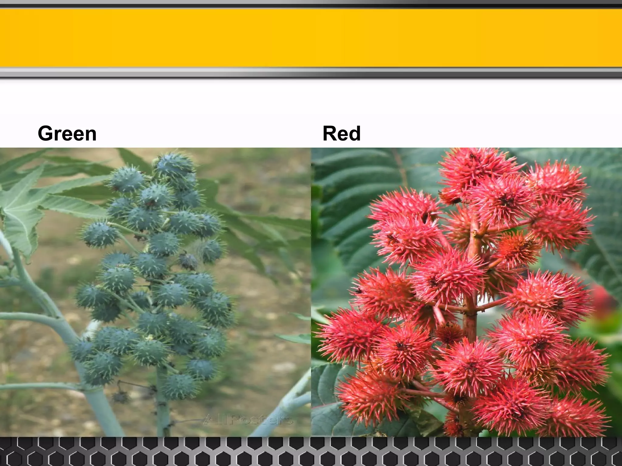 Vegetable irritant poisoning(castor abrus croton) | PPT