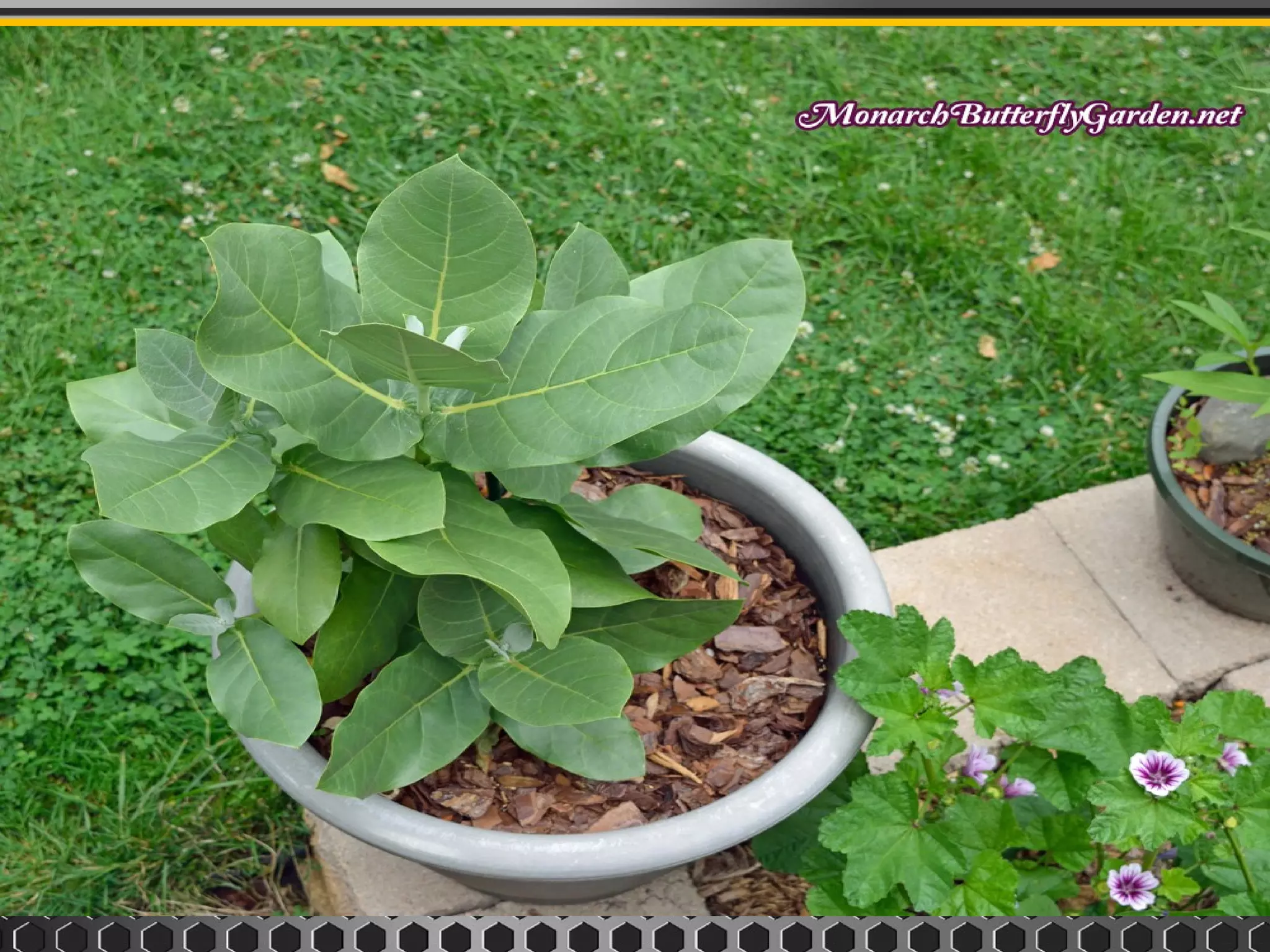 Vegetable irritant poisoning(castor abrus croton) | PPT