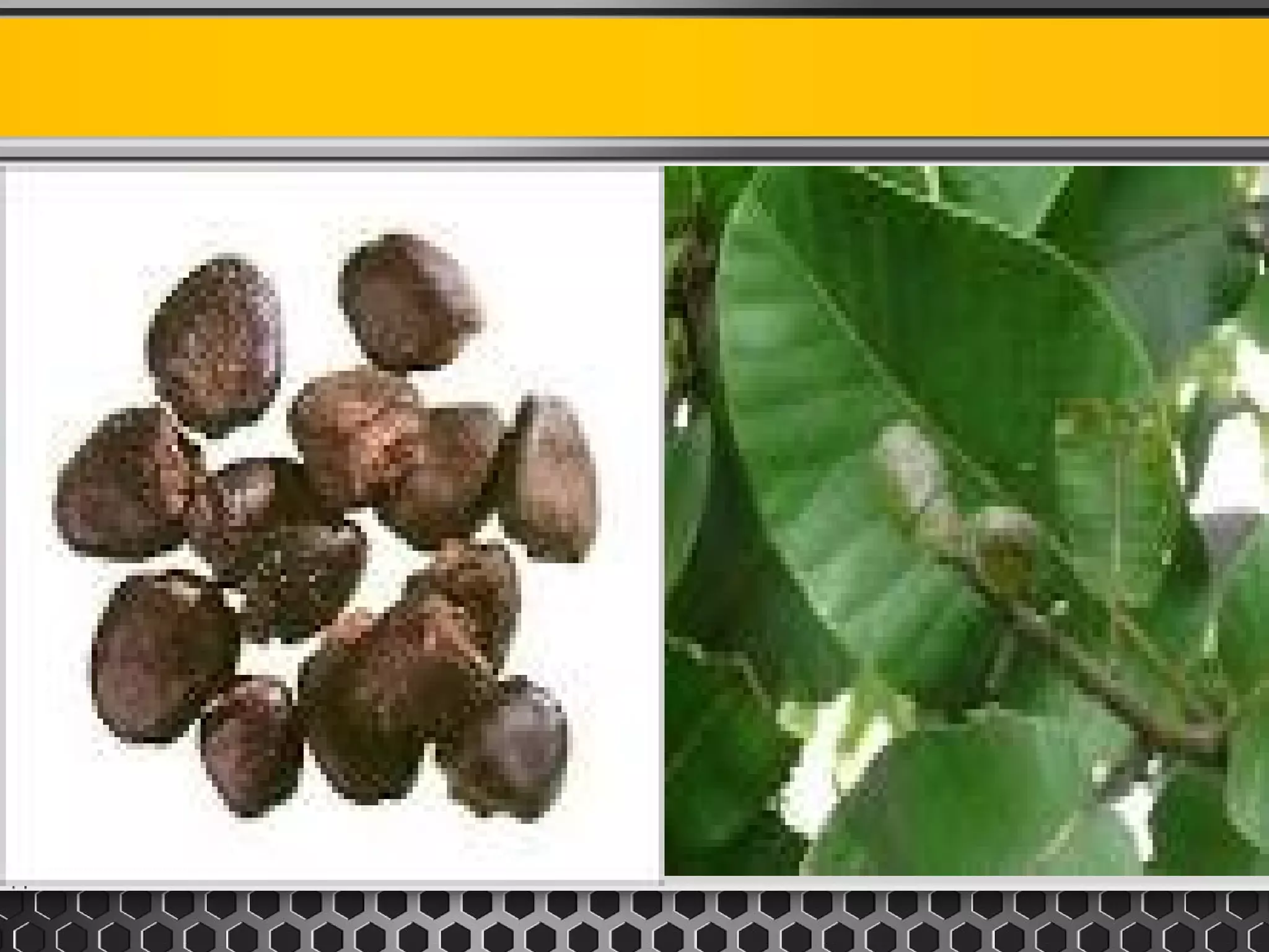 Vegetable irritant poisoning(castor abrus croton) | PPT