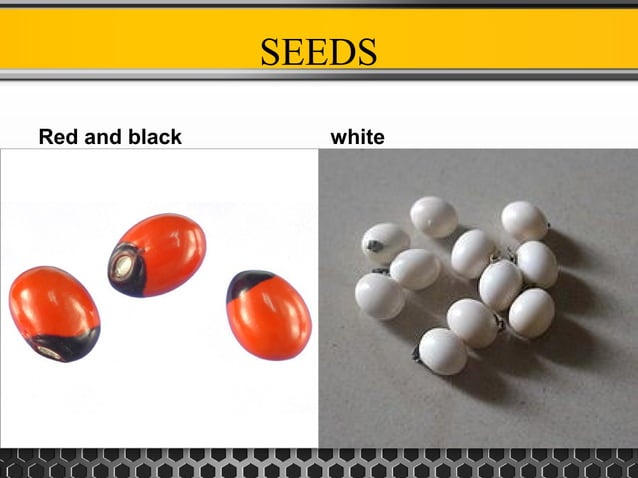 Vegetable irritant poisoning(castor abrus croton) | PPT | Digestive ...