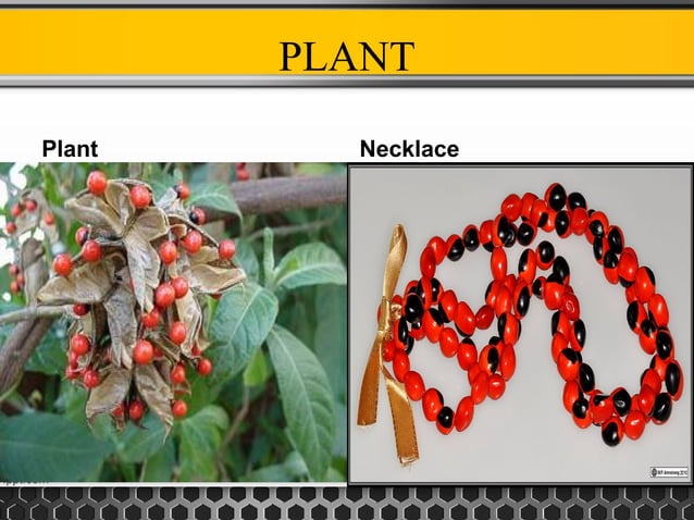 Vegetable irritant poisoning(castor abrus croton) | PPT | Digestive ...
