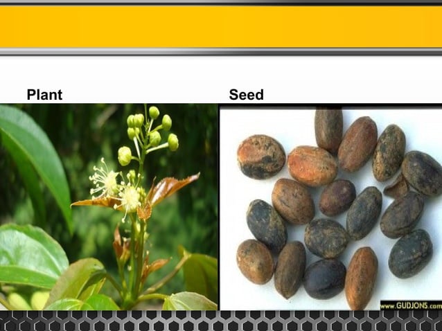 Vegetable irritant poisoning(castor abrus croton) | PPT | Digestive ...