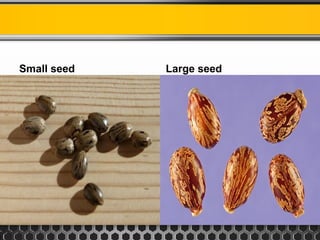 Croton Seeds