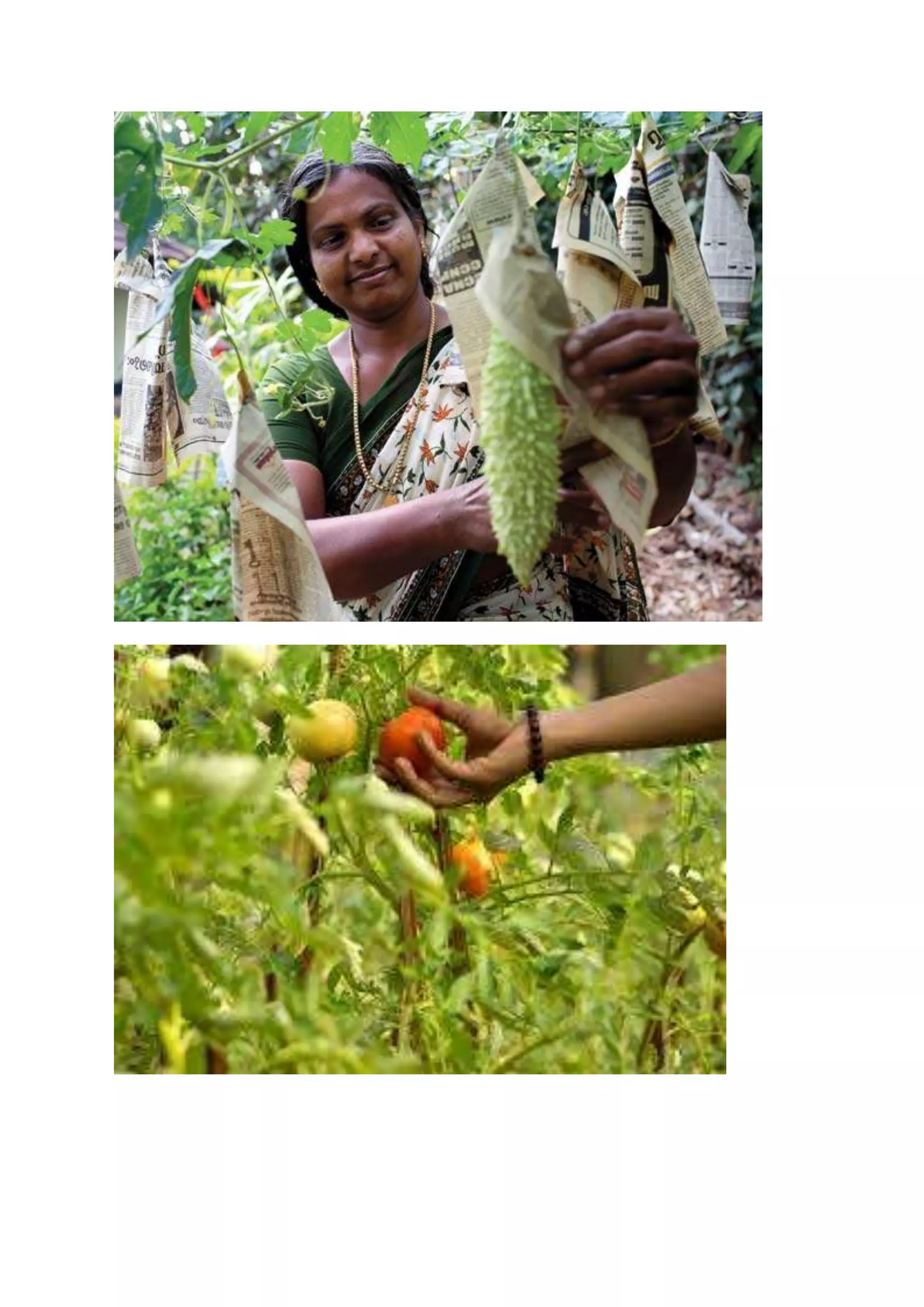 VEGETABLE GARDEN | DOCX