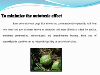 Vegetable grafting | PPTX
