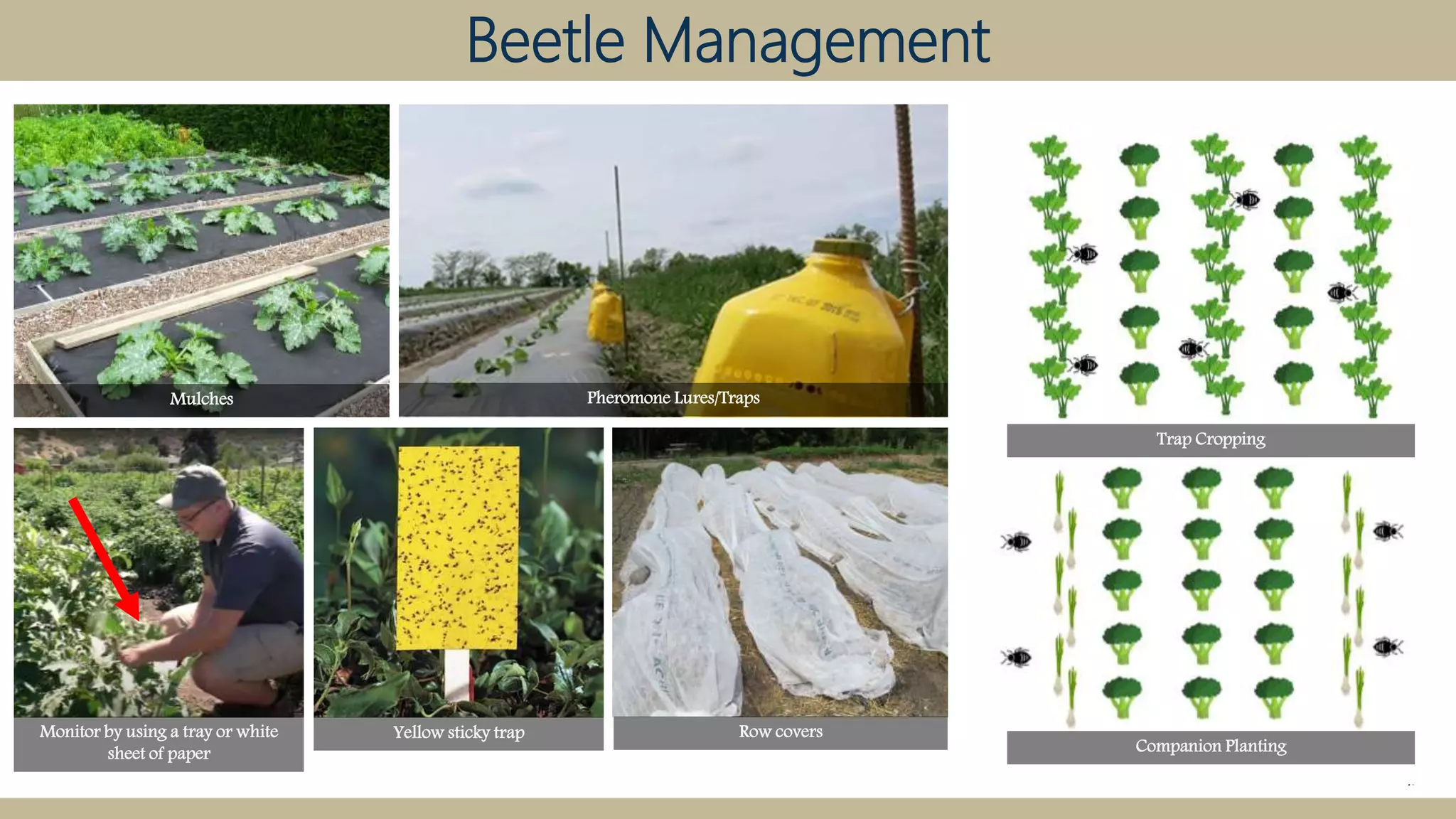 Vegetable IPM | PPTX