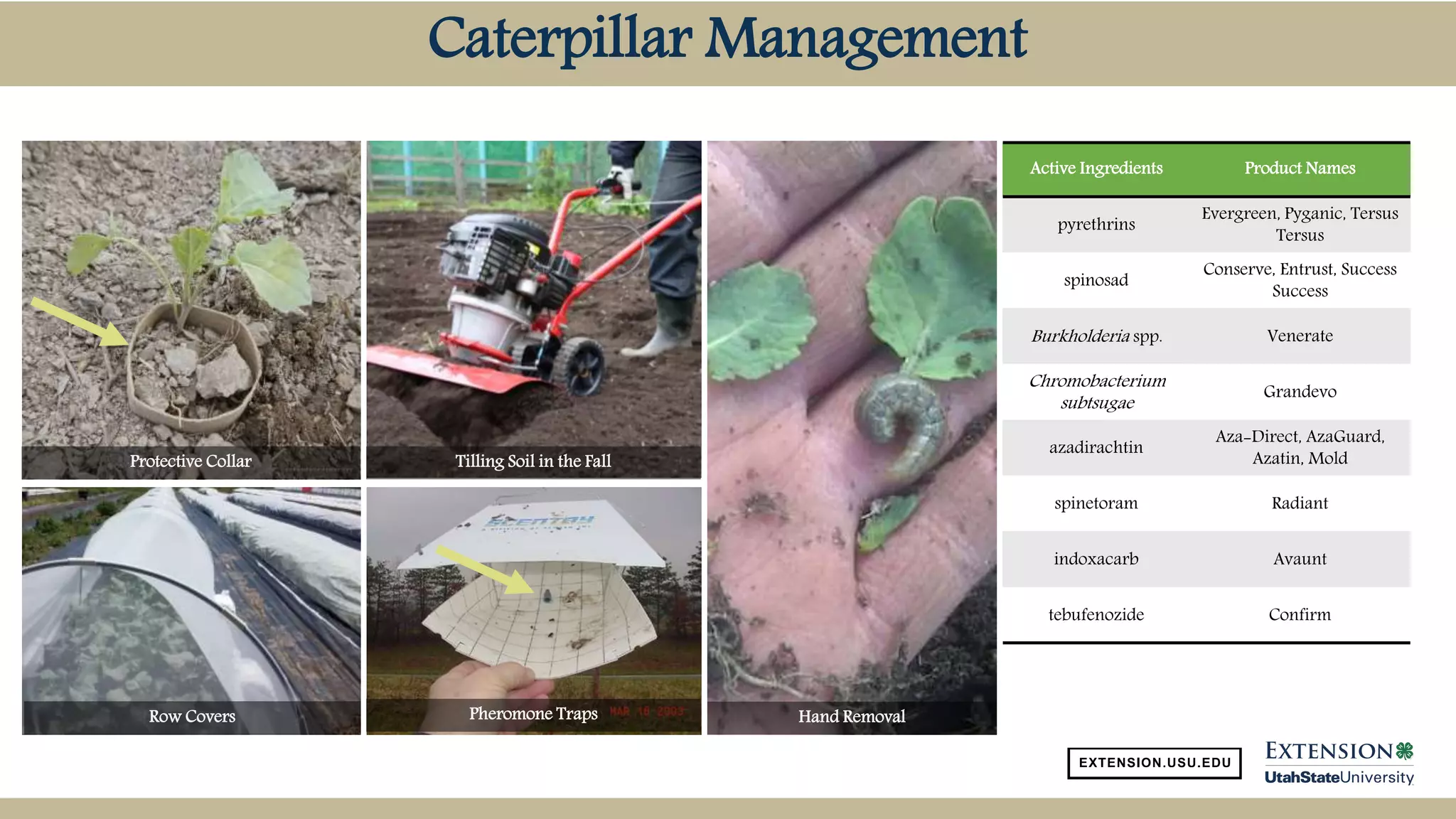 Vegetable IPM | PPTX