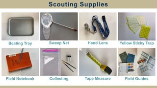 Vegetable IPM | PPTX