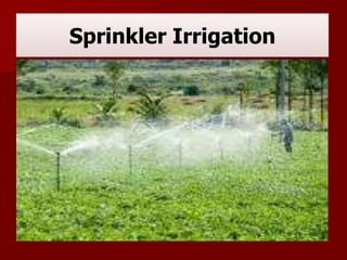 Irrigation & Water Requirements of Vegetable Crops | PPSX