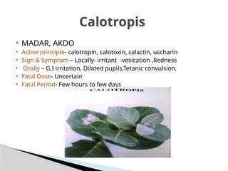 Organic Vegetable Irritant plant Poison.pptx