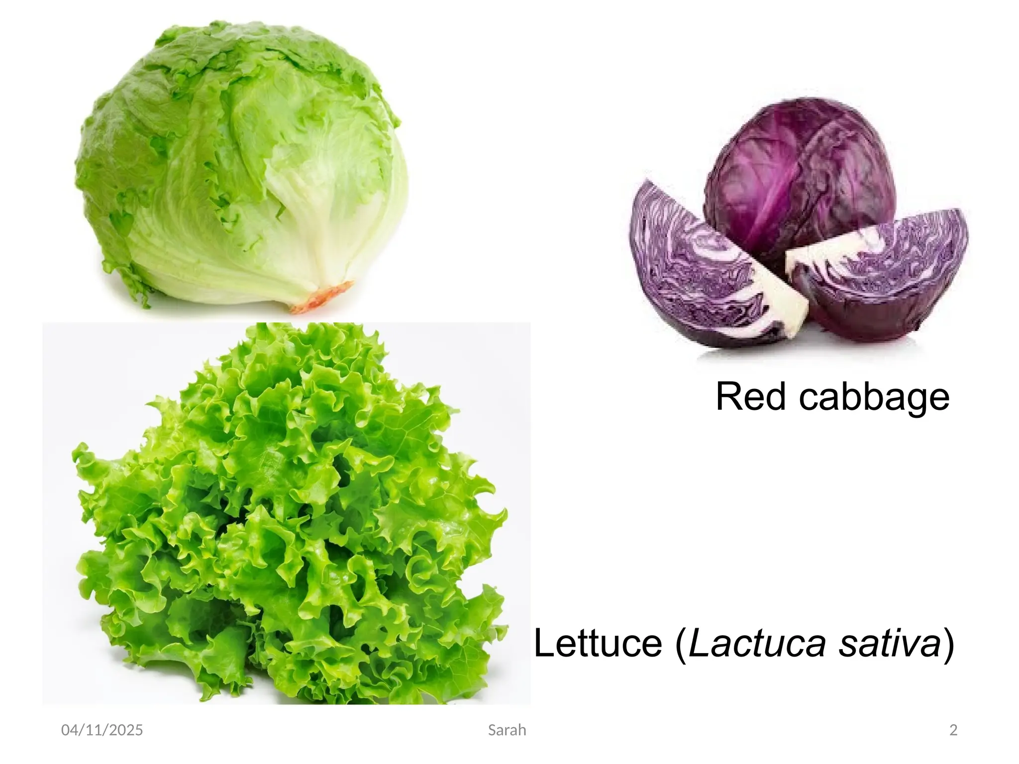 Vegetable Pests and Diseases sandra (1).pptx