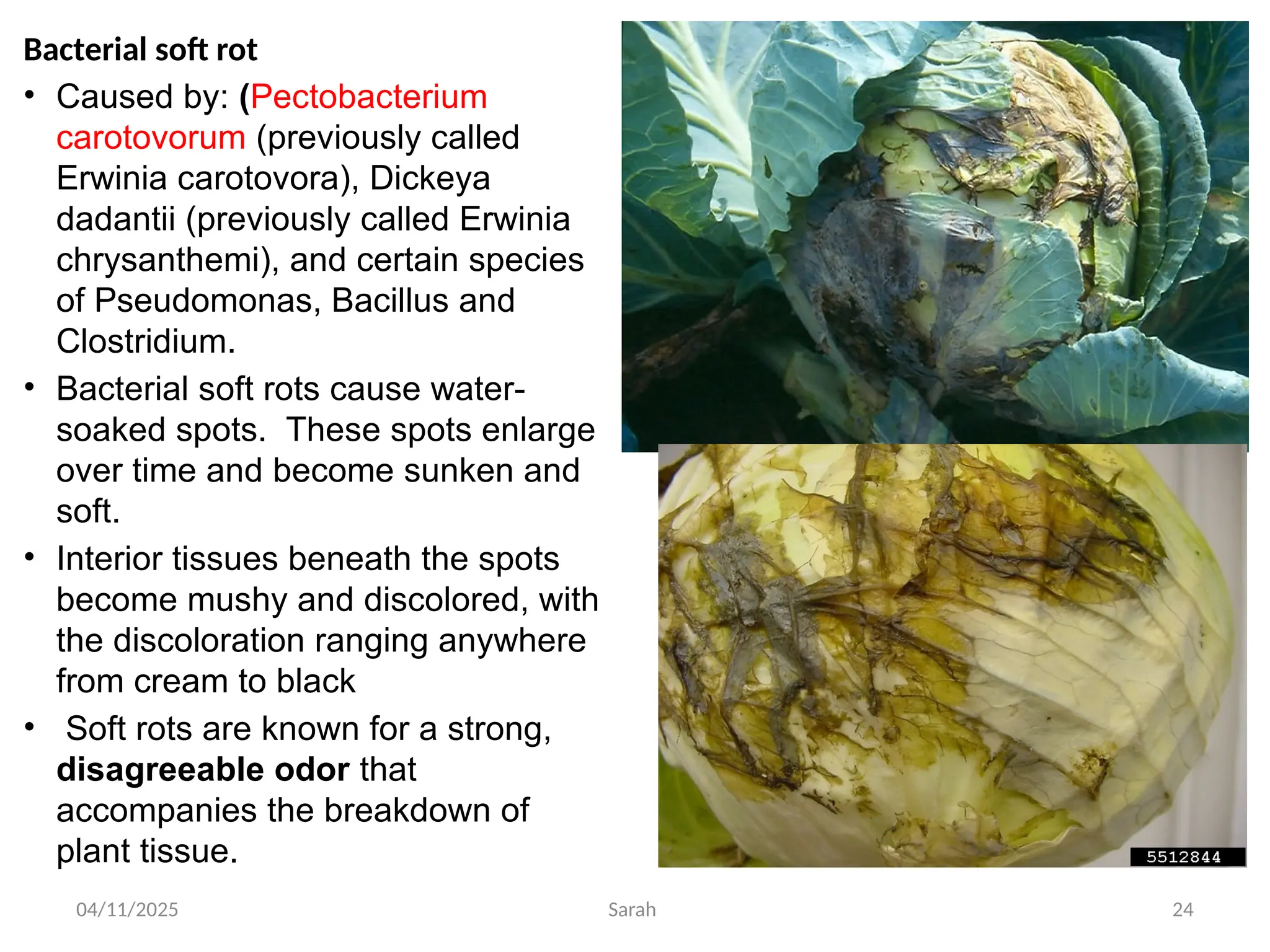 Vegetable Pests and Diseases sandra (1).pptx