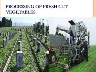 Vegetable processing | PPT