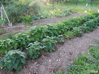 Vegetable production presentation | PPTX