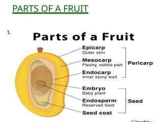 VEGETABLES AND FRUITShjughuyg pOWERPOINT.pptx