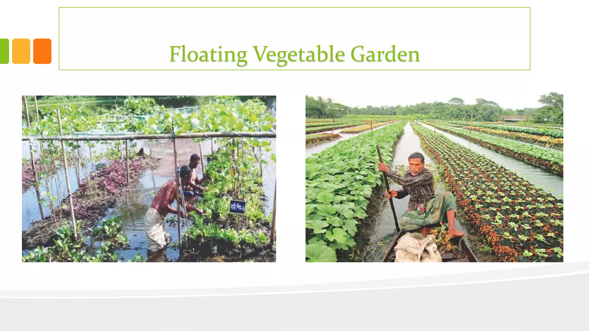 Vegetables and vegetable gardens | PPTX