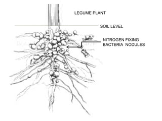 Vegetables A To Z | PPT