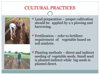 Vegetable seed prodn fr doc glo | PPT