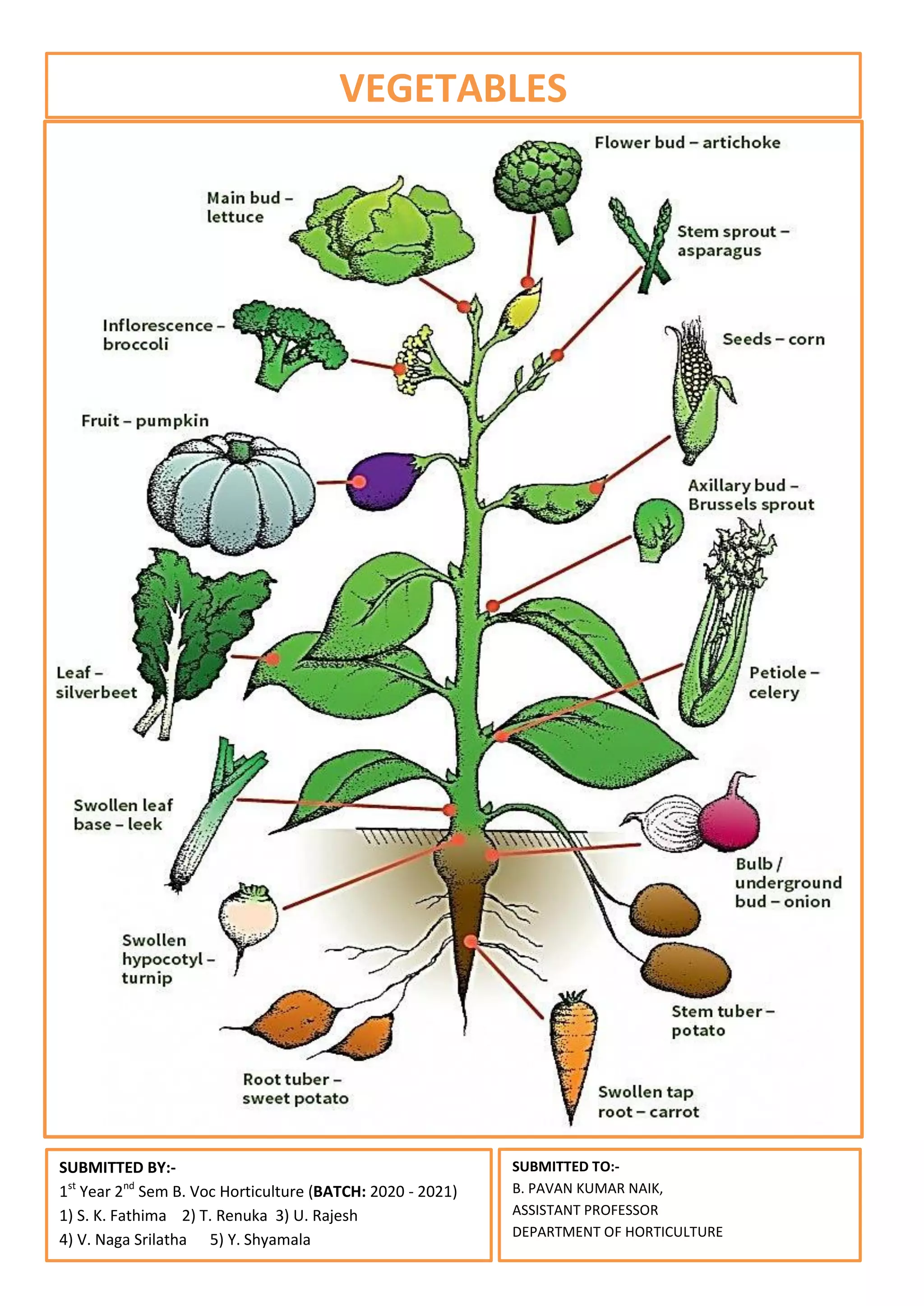Vegetables plant | PDF