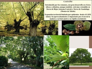 VEGETACIÓN REGIÓN EUROSIBERIANA | PPT