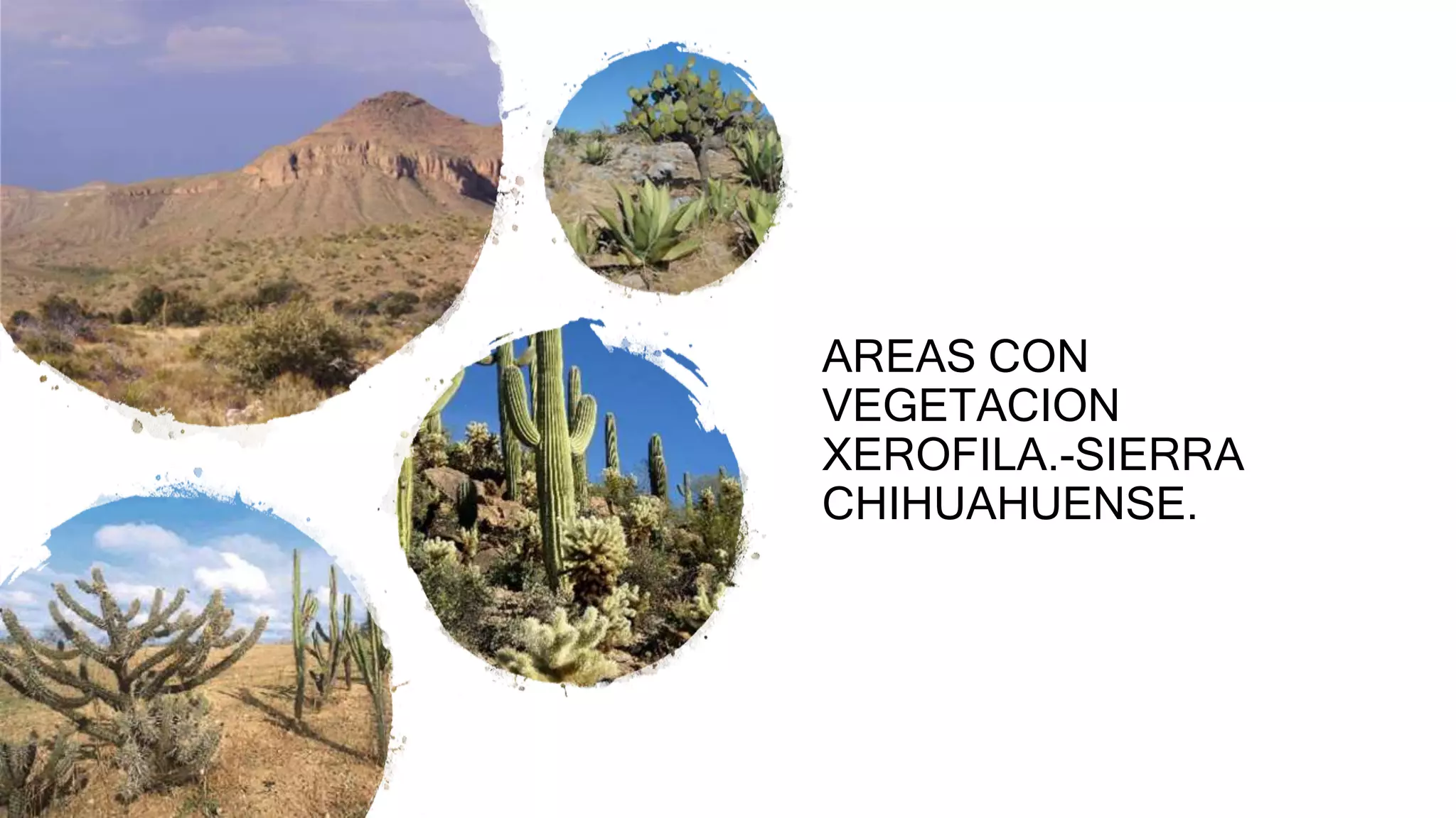 Vegetacion Xerofila Cd Juarez Sem Invpptx