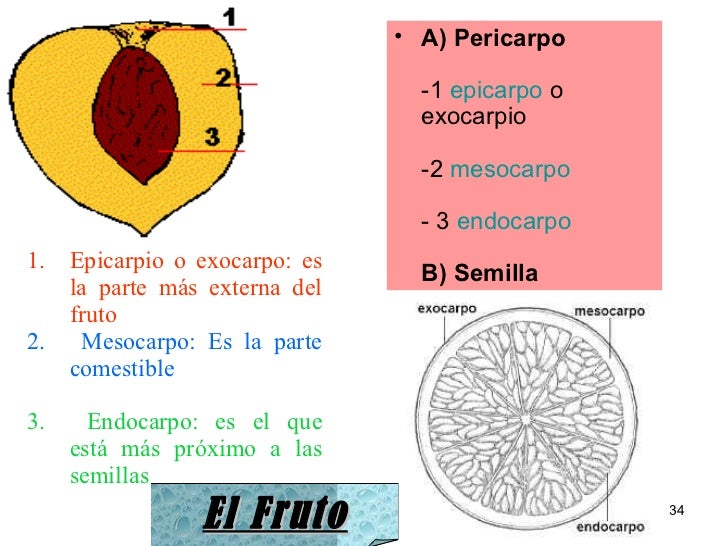 Qu Es Endocarpio Su Definicin Y Significado 2020
