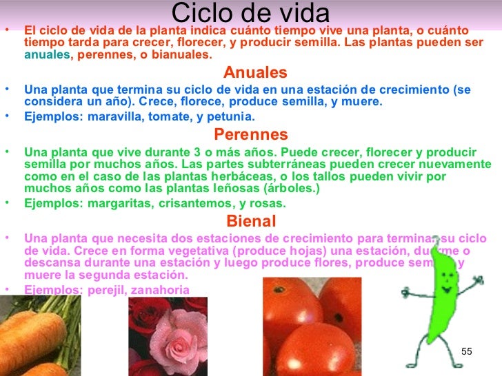 Anuales Y Plantas Perennes Cuál Es La Diferencia? – FFDW