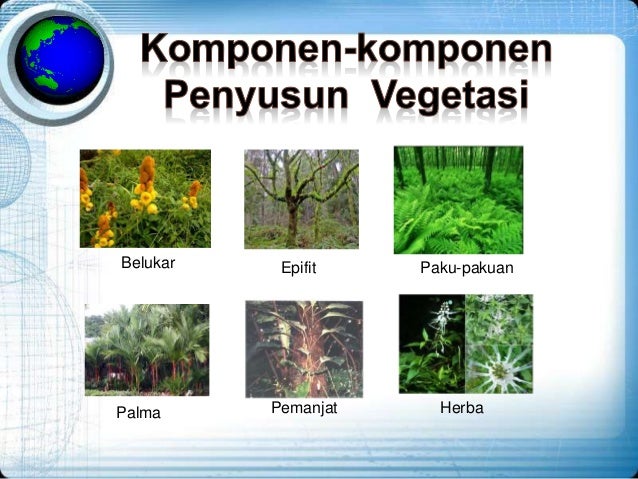 vegetasi tumbuhan