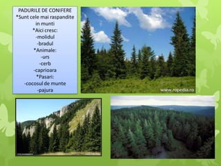 Vegetatia, animalele si solurile 2 | PPTX