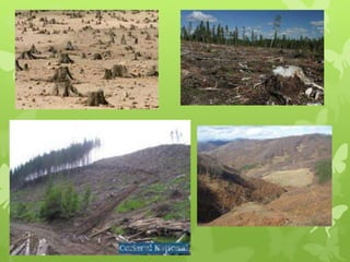 Vegetatia, animalele si solurile 2 | PPTX