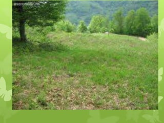 Vegetatia, animalele si solurile 2 | PPTX