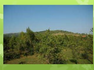 Vegetatia, animalele si solurile 2 | PPTX